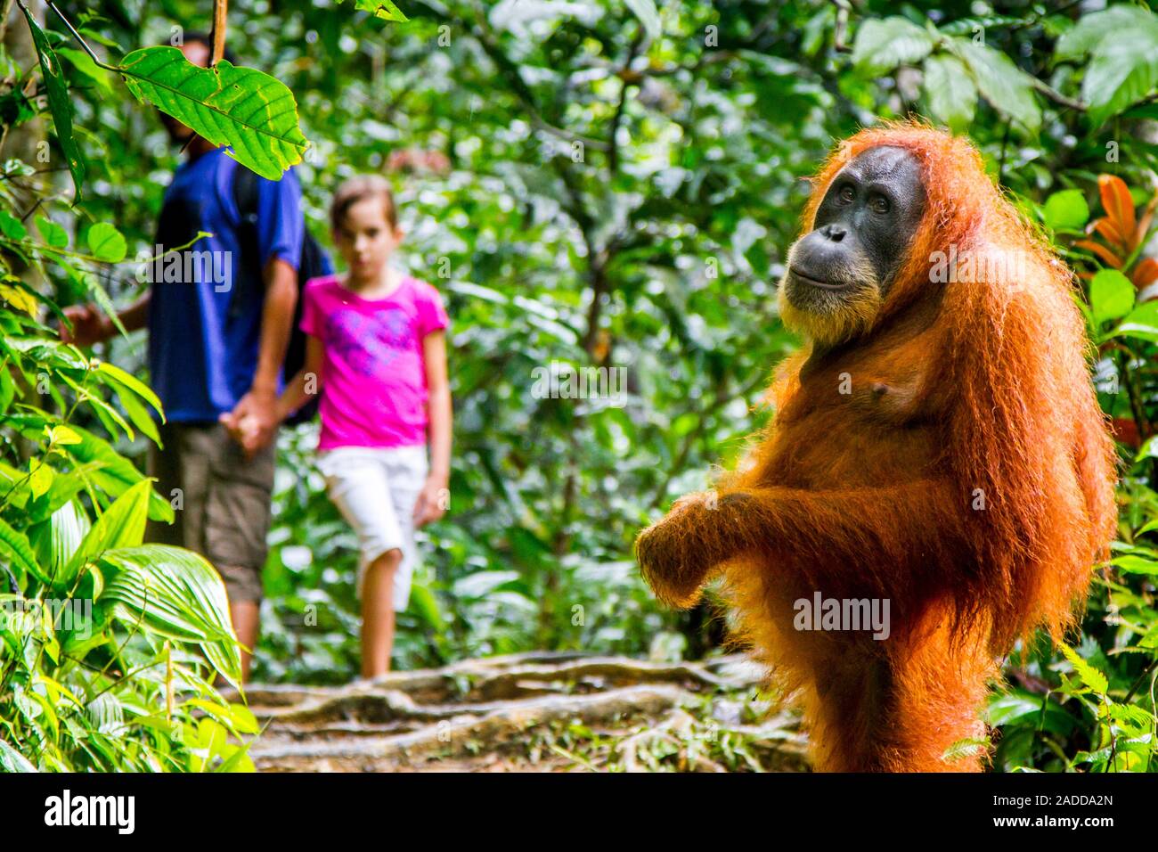 Sumatran orangutan (Pongo abelii). People watching a female sumatran ...