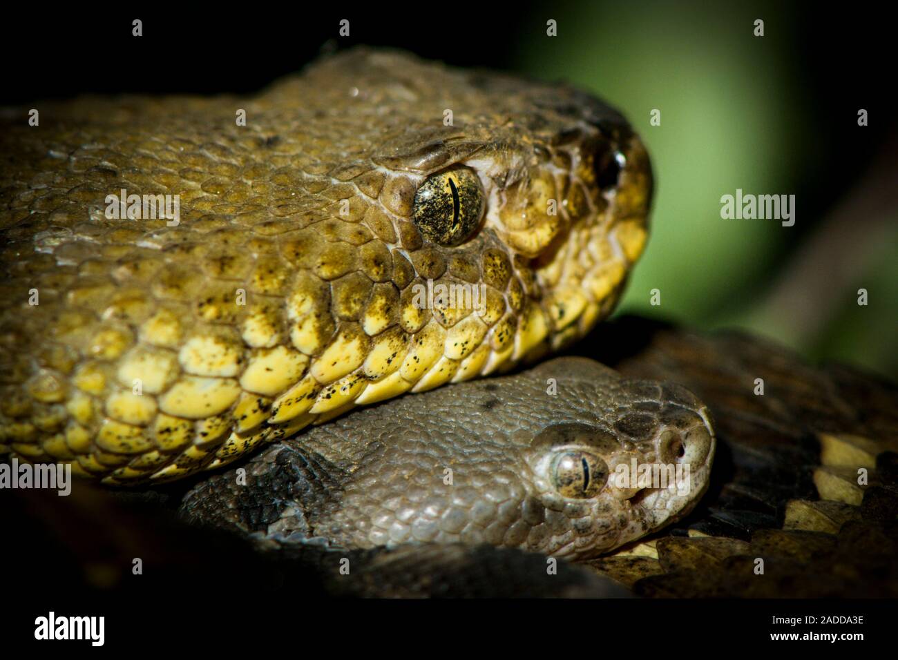 Timber rattlesnake (Crotalus horridus) and young. Female timber ...