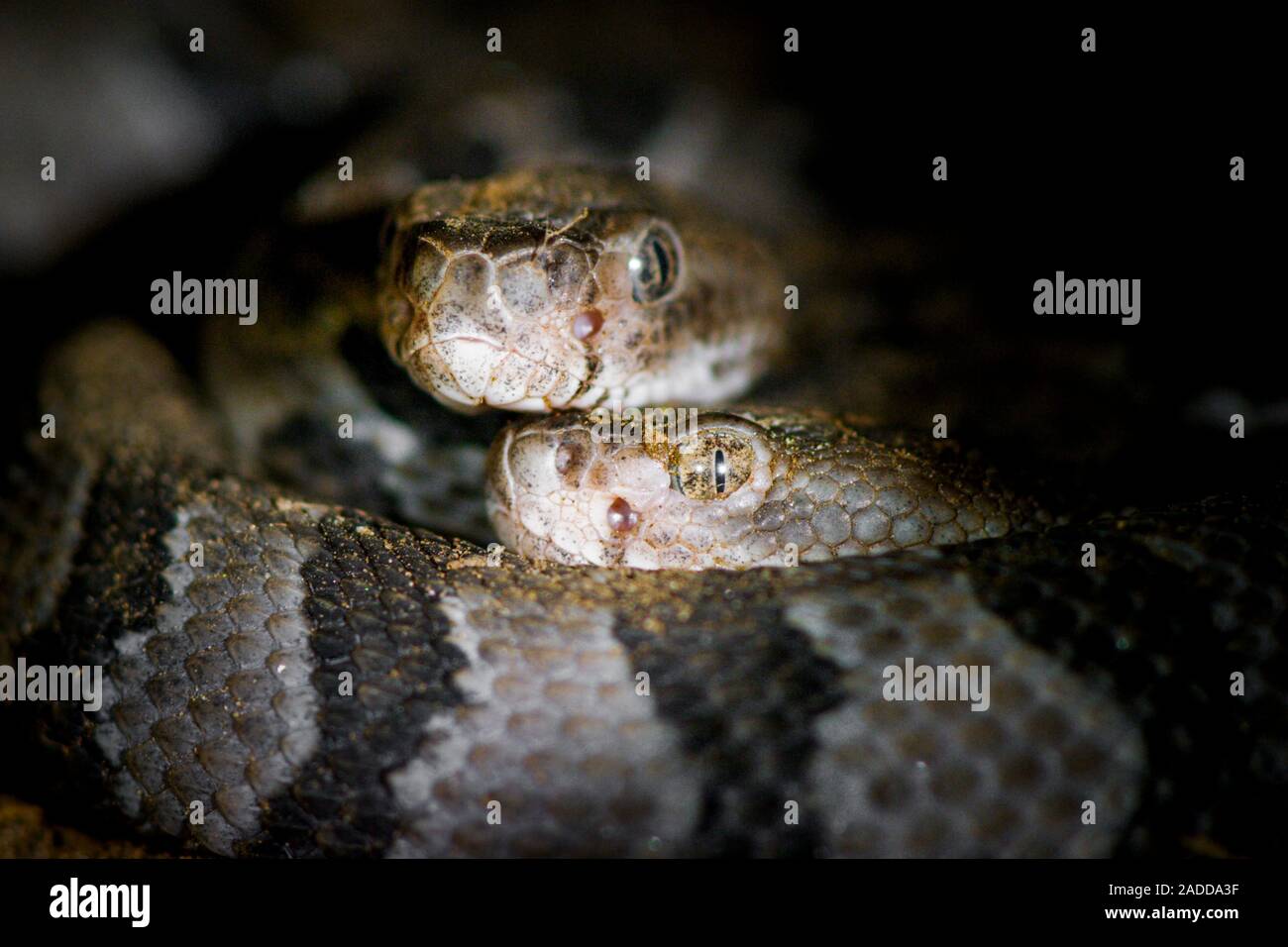 Timber rattlesnake (Crotalus horridus) and young. Female timber ...