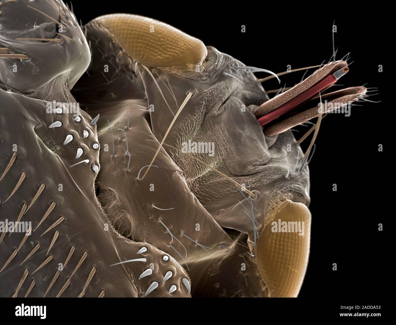 Coloured scanning electron micrograph (SEM) of the head of a deer ked ...