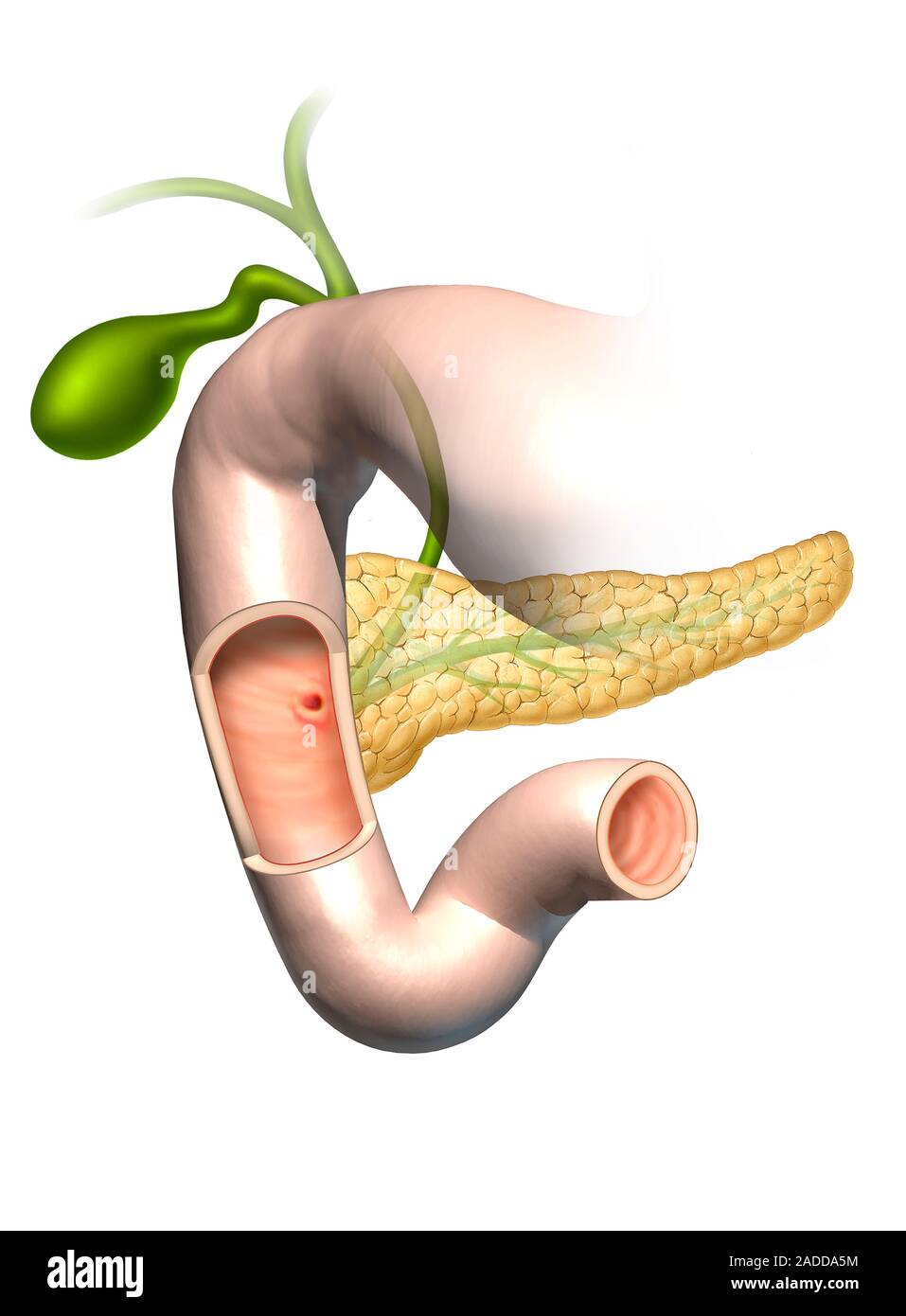 Duodenum, pancreas and gall bladder. Illustration of the region of the ...