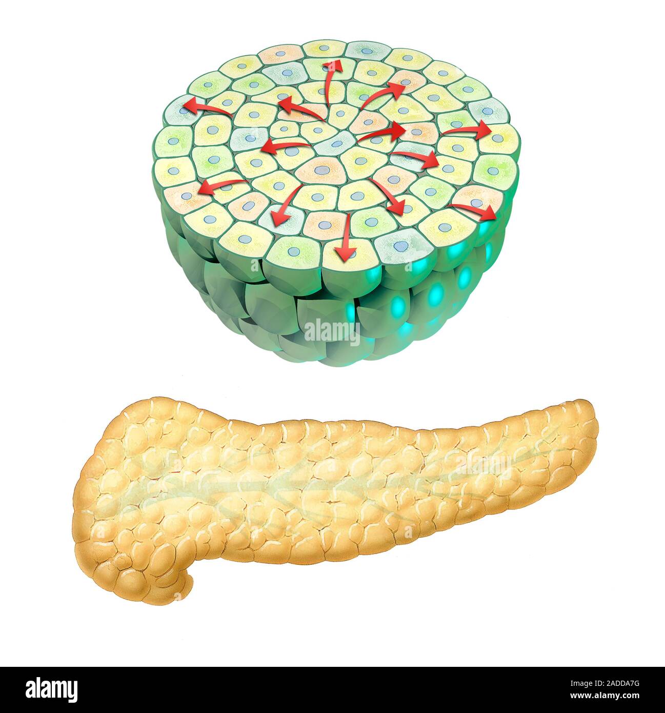 Pancreas anatomy. Illustration of the pancreatic hormones insulin and ...