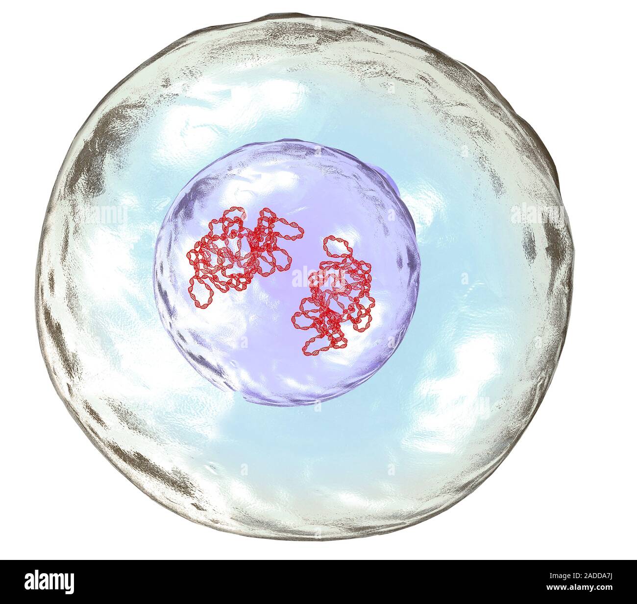 Cleavage cell division. Illustration of a cell with the genetic ...