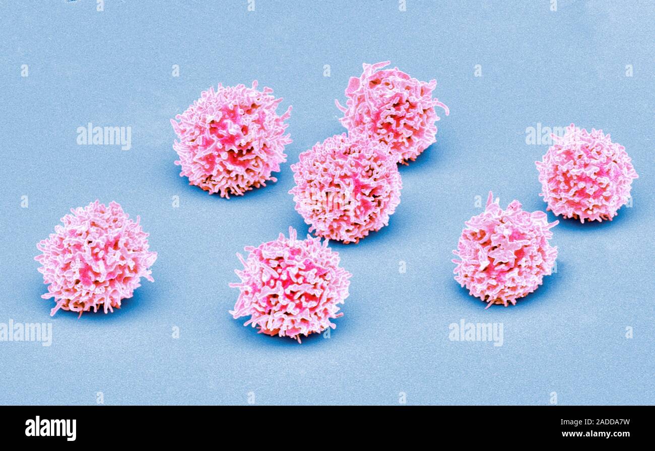 Resting T lymphocytes. Coloured scanning electron micrograph (SEM) of ...