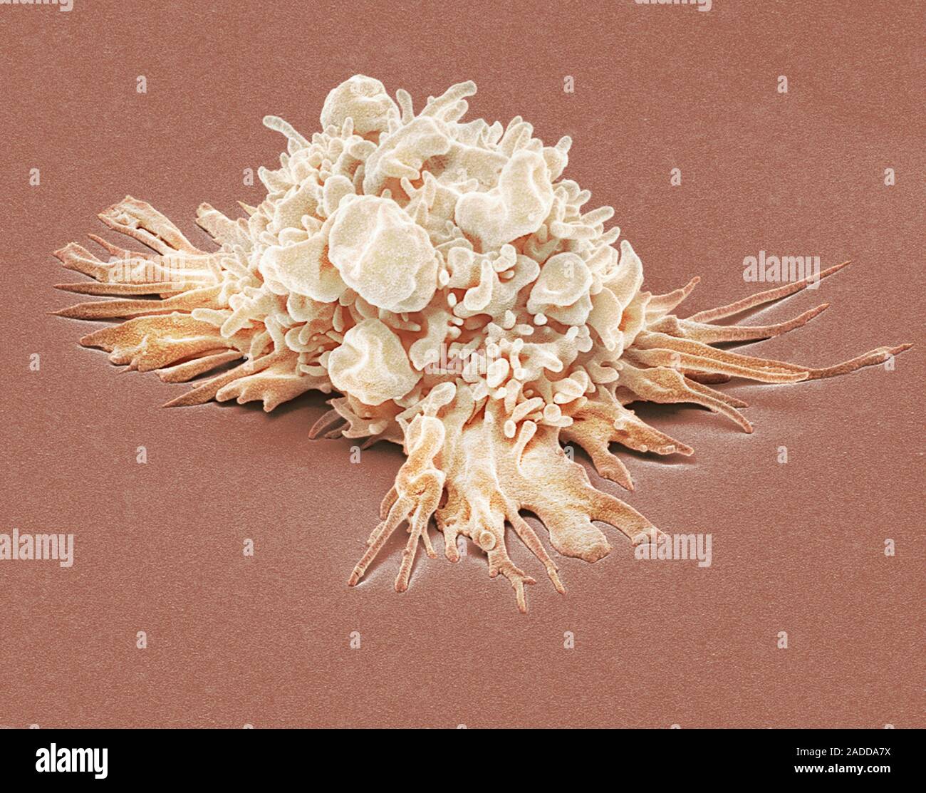 Activated T lymphocyte. Coloured scanning electron micrograph (SEM) of ...