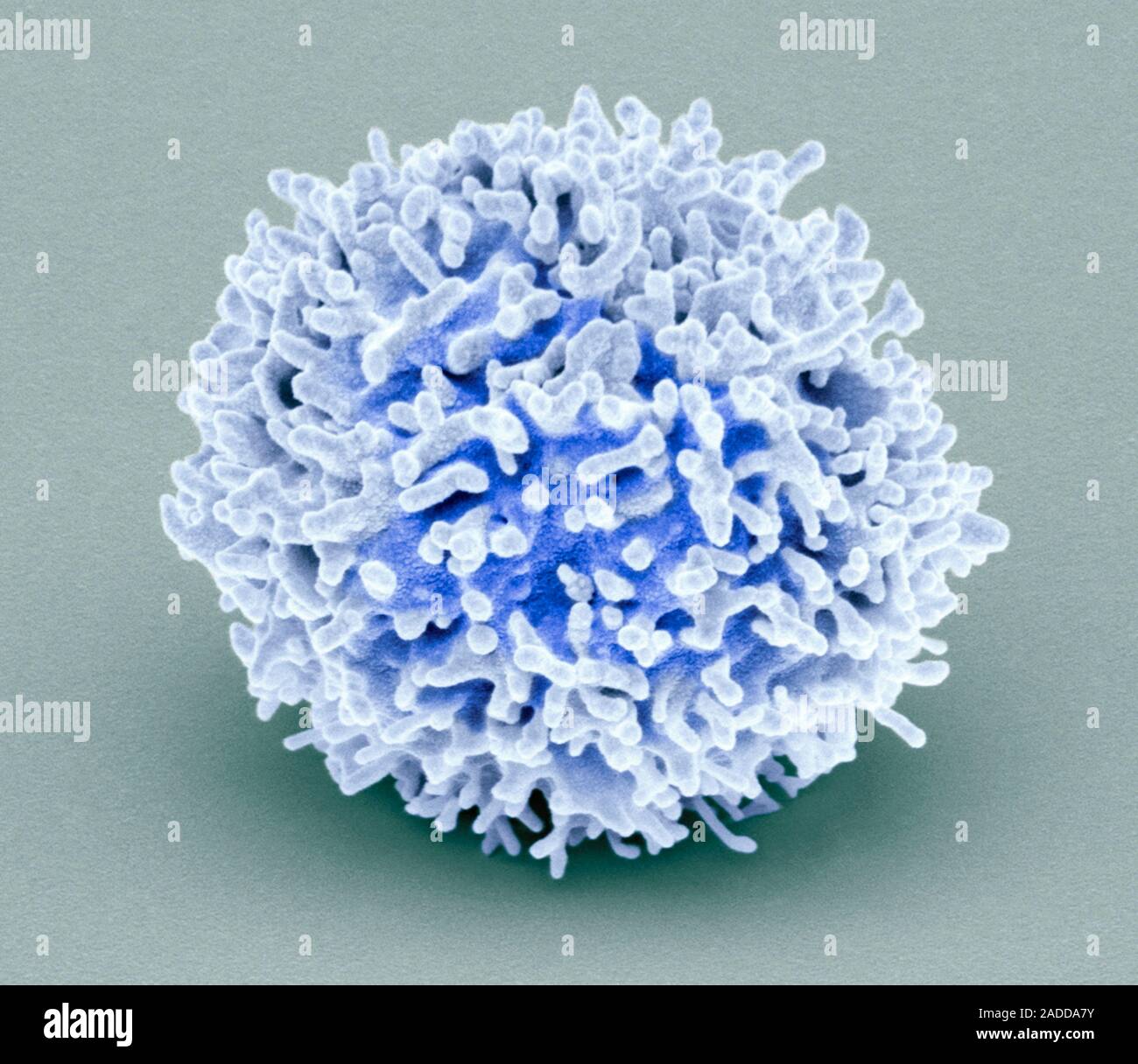 Resting T lymphocyte. Coloured scanning electron micrograph (SEM) of a ...