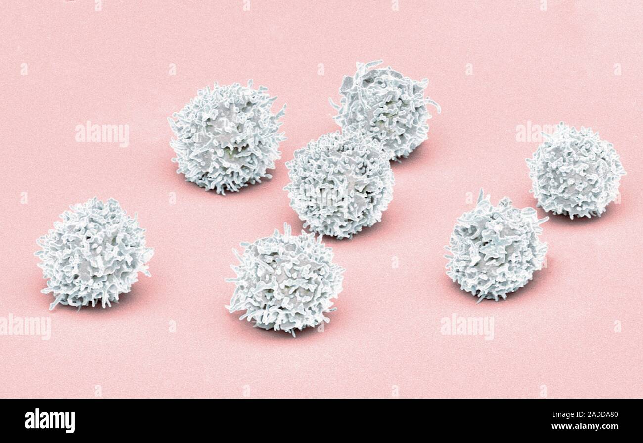 Resting T lymphocytes. Coloured scanning electron micrograph (SEM) of ...