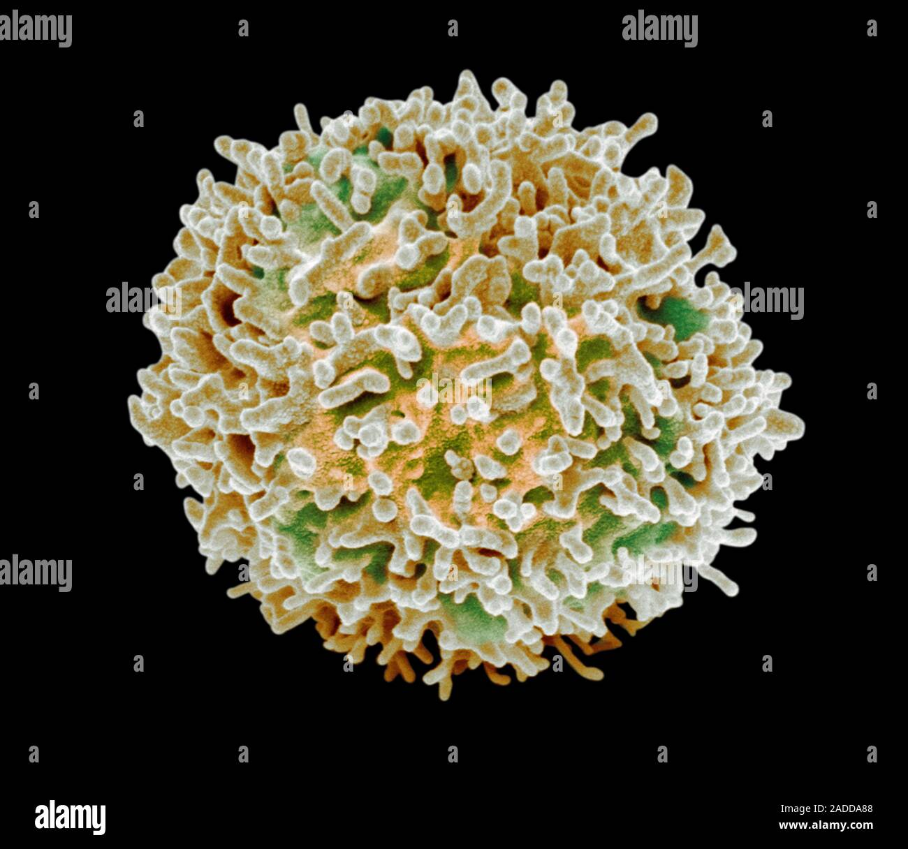 Resting T lymphocyte. Coloured scanning electron micrograph (SEM) of a ...