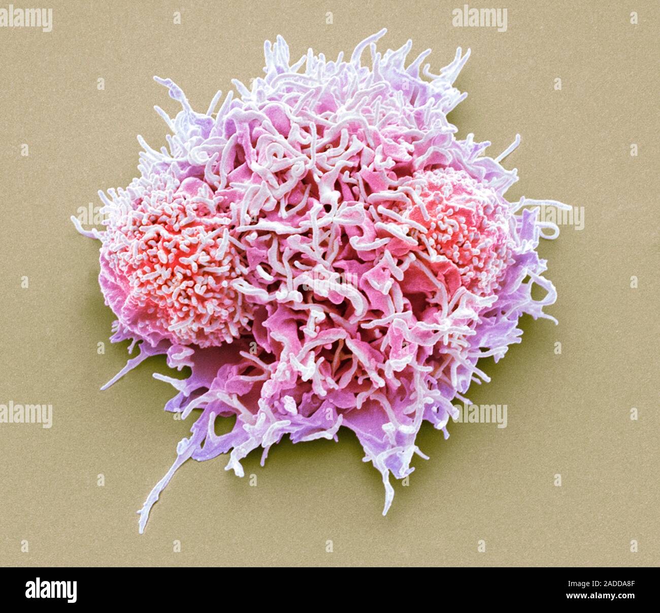 Resting T lymphocyte. Coloured scanning electron micrograph (SEM) of a ...