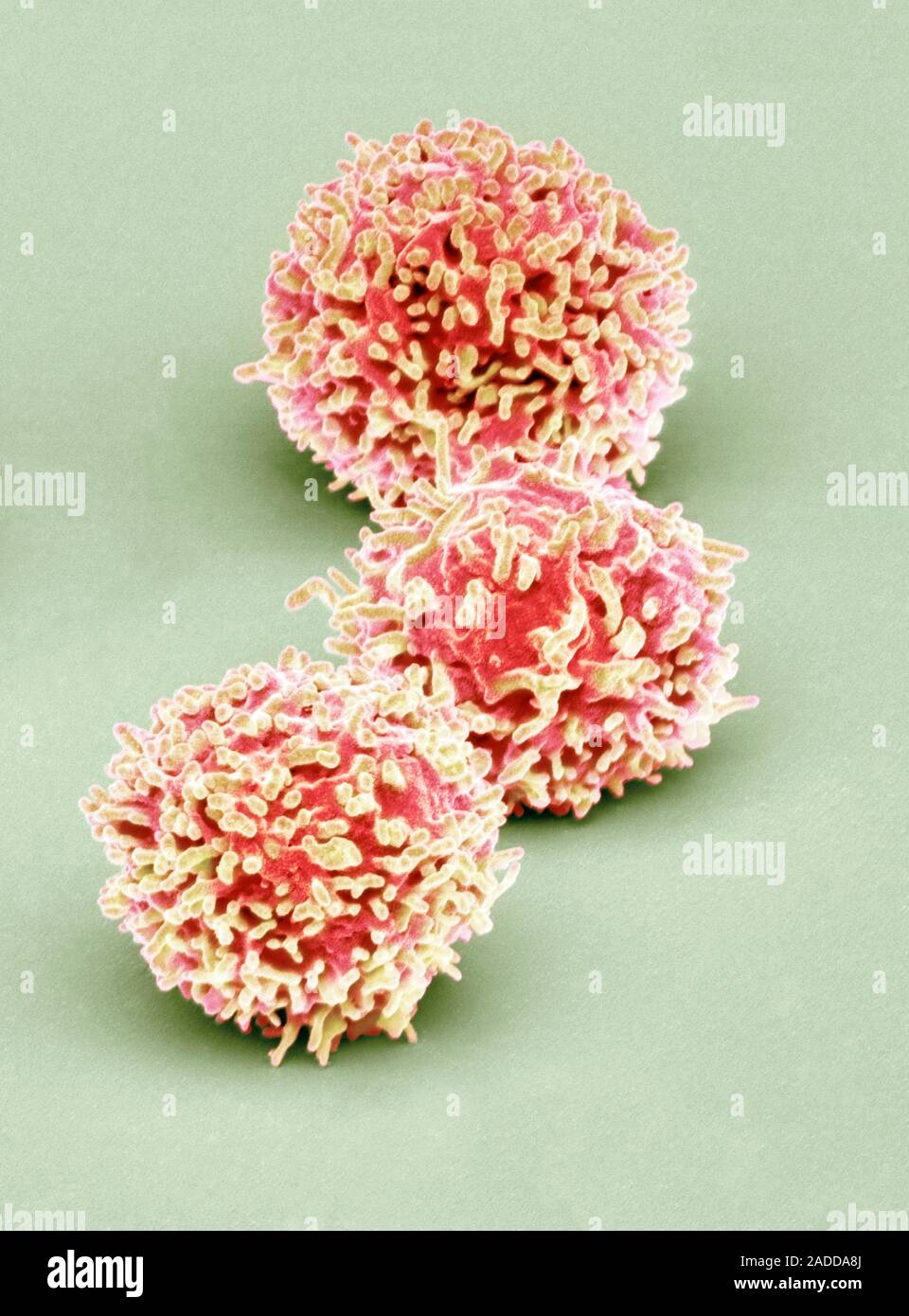 Resting T lymphocytes. Coloured scanning electron micrograph (SEM) of ...