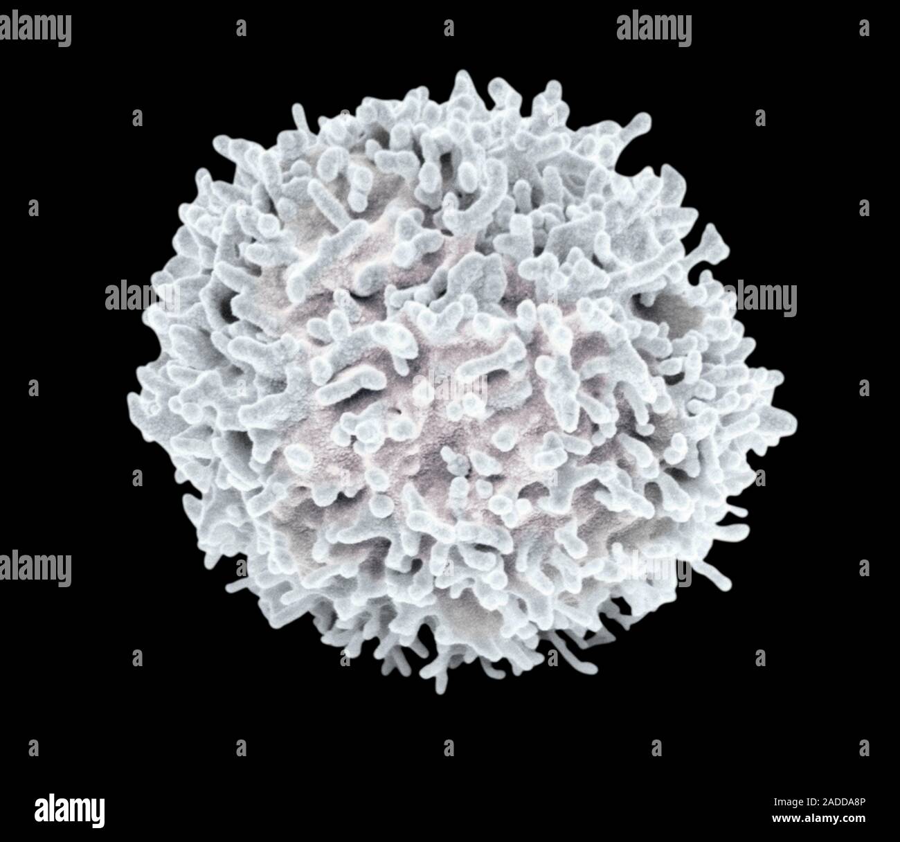 Resting T lymphocyte. Coloured scanning electron micrograph (SEM) of a ...