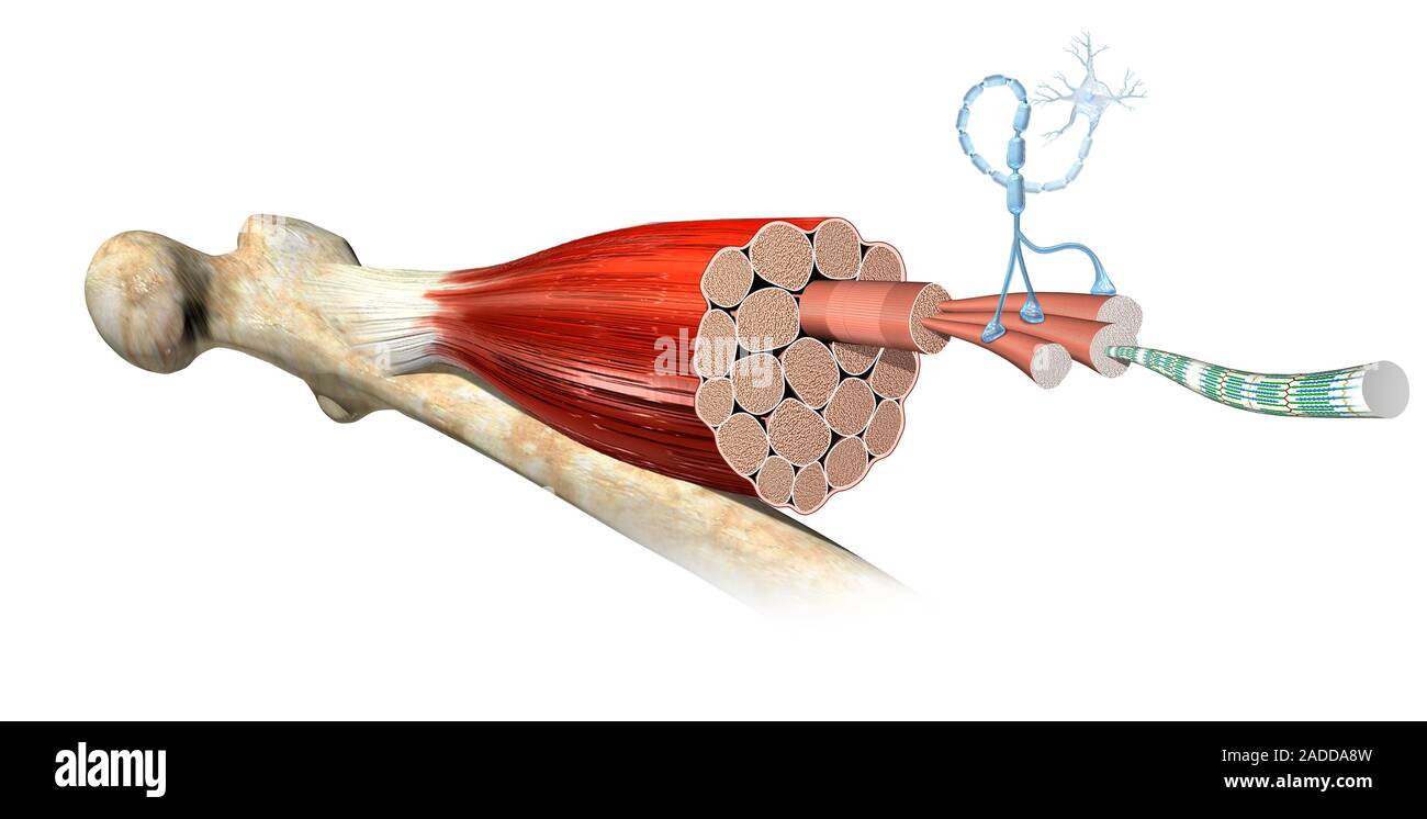 Muscle fibre anatomy. Illustration showing the structure of human ...
