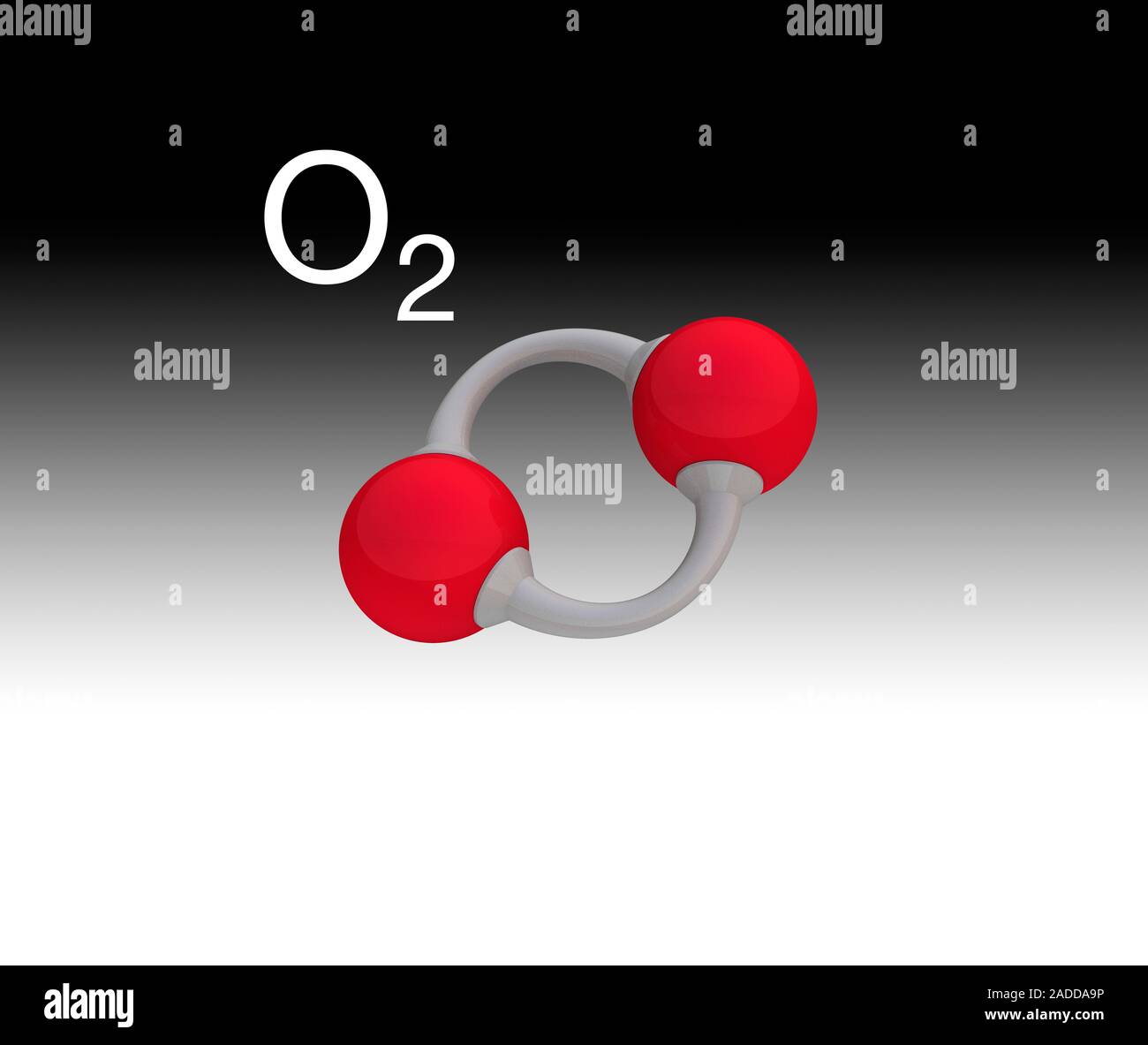 Oxygen molecule. Computer illustration showing the structure of a ...