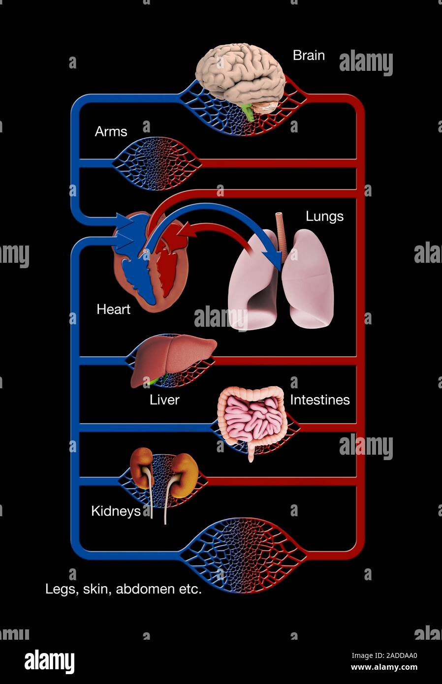 Major organs blood supply. Computer illustration showing the blood ...