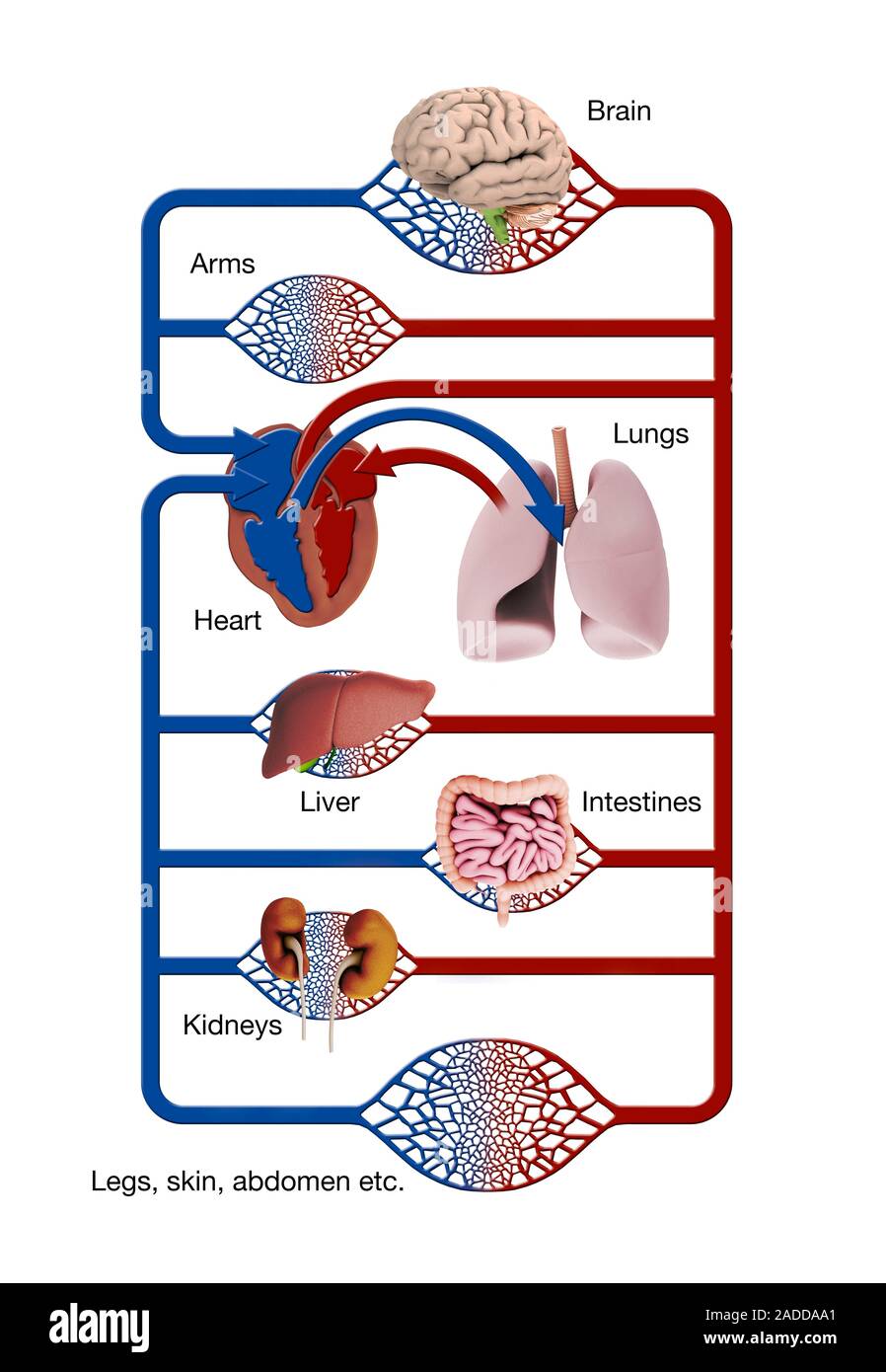 Major organs blood supply. Computer illustration showing the blood ...