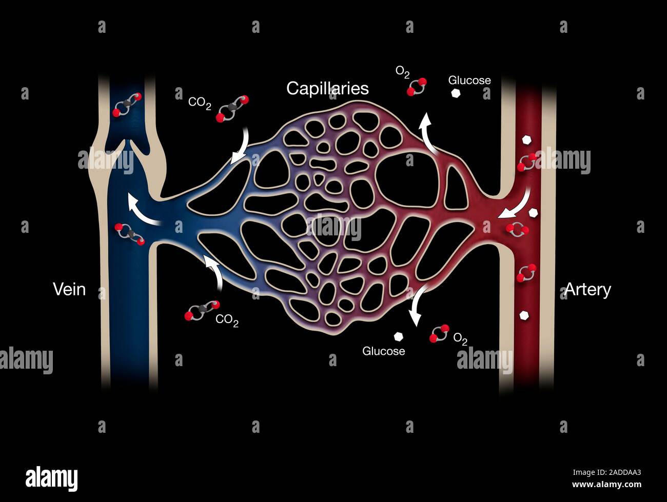 Capillary system. Computer illustration showing oxygenated blood (red ...