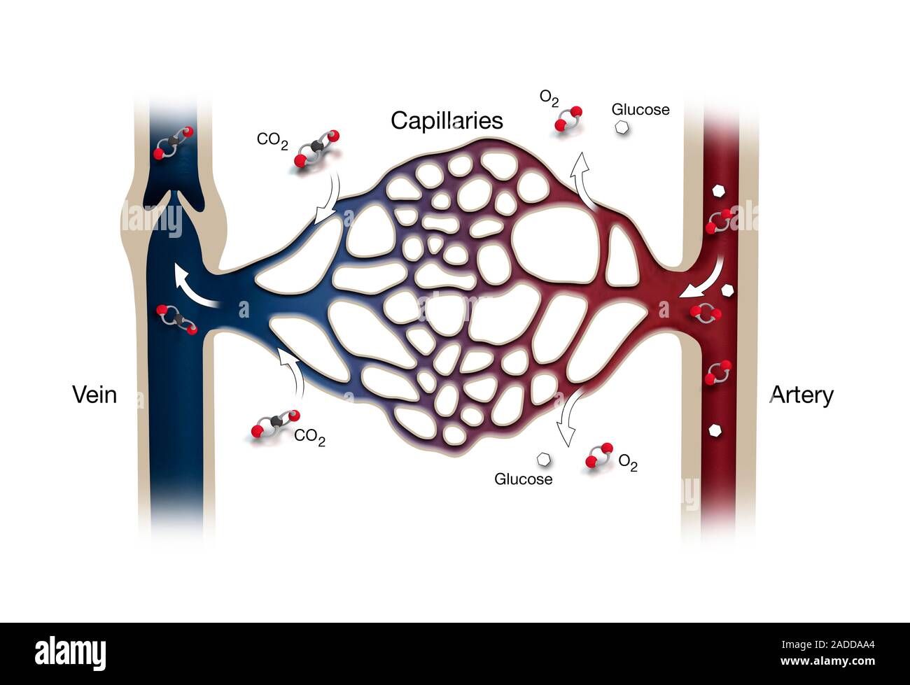 Capillary system. Computer illustration showing oxygenated blood (red ...
