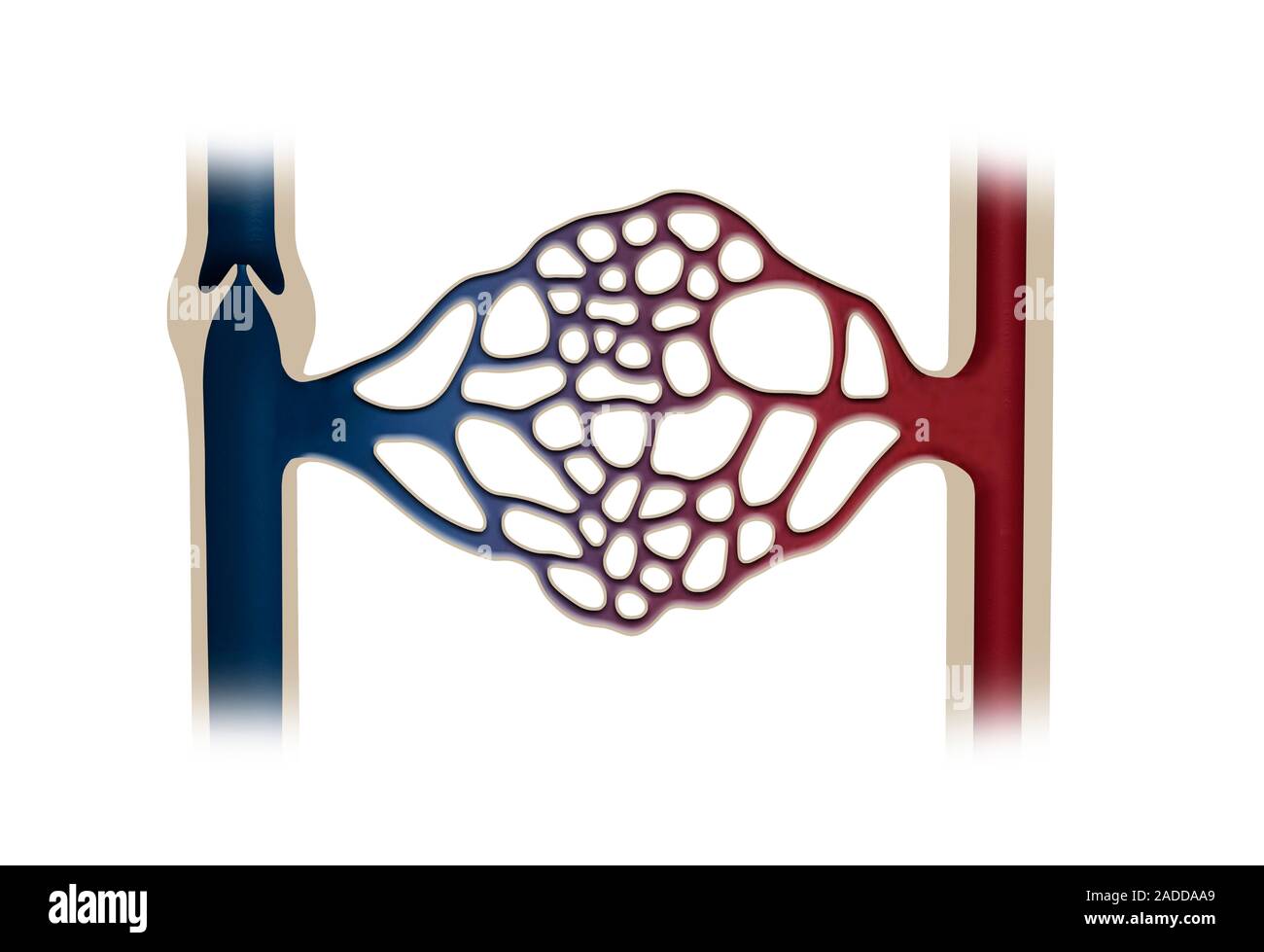 Capillary system. Computer illustration showing oxygenated blood (red ...