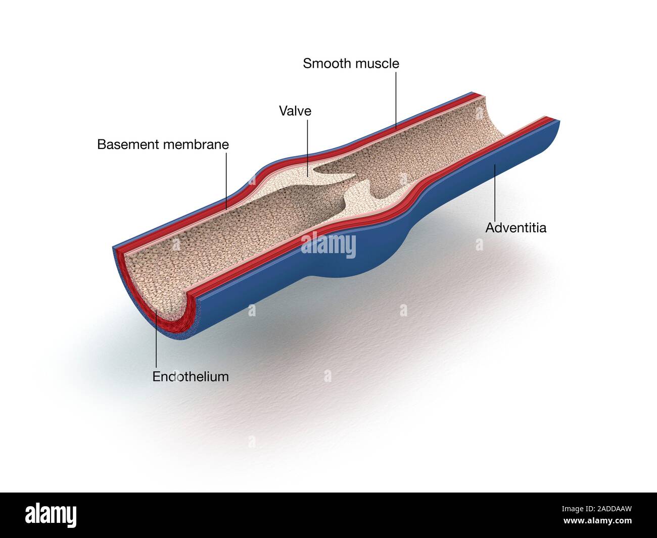 Vein valve. Computer illustration of a section through a vein, showing ...