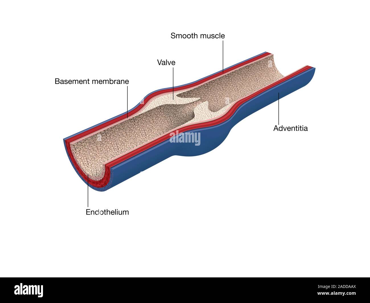 Vein valve. Computer illustration of a section through a vein, showing ...