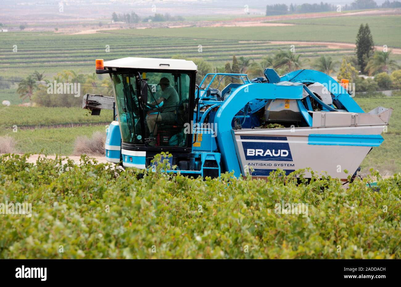 Grape harvest. Grapes (Vitis sp.) being harvested at a vineyard ...