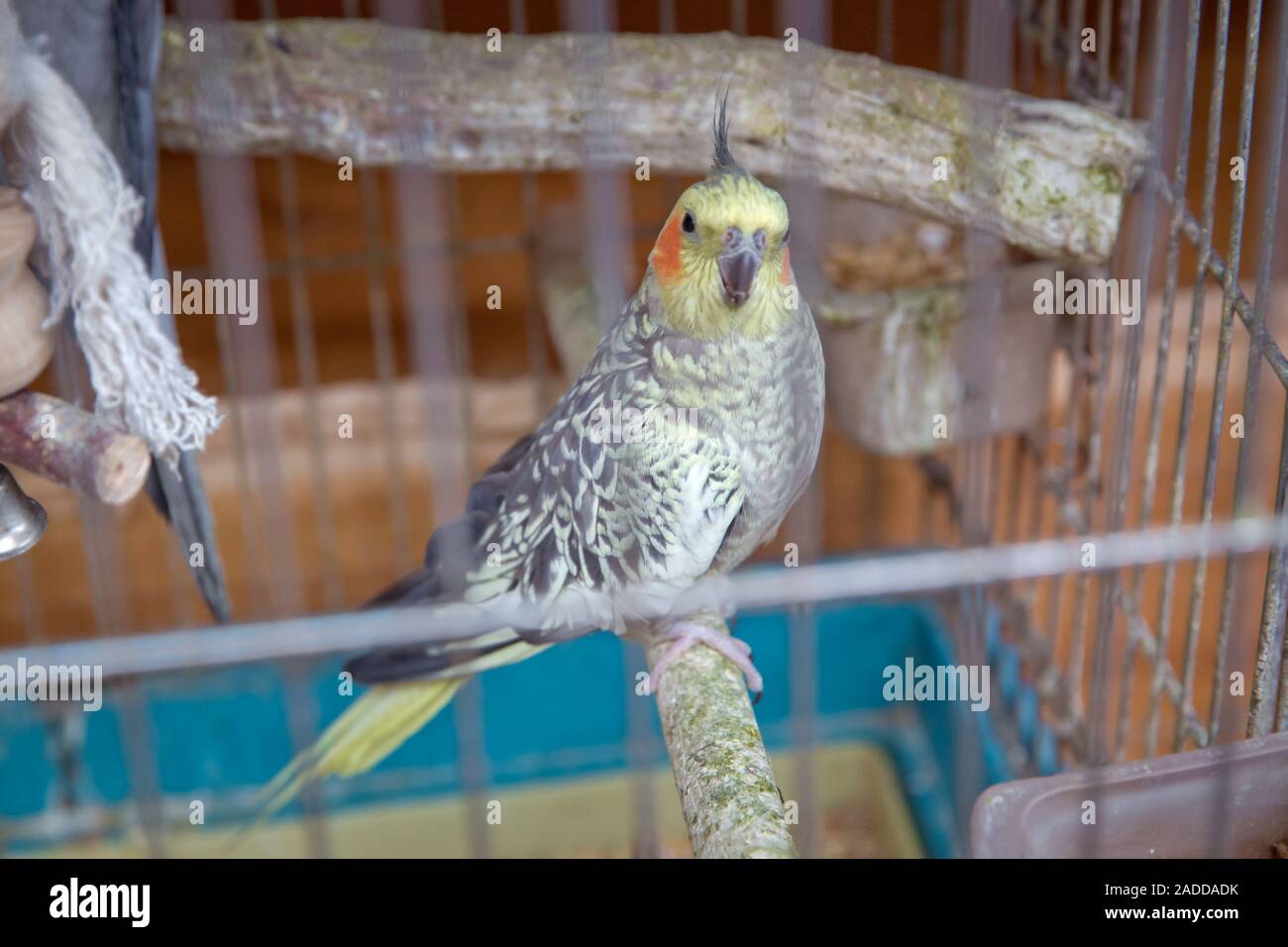Parakeets . Green wavy parrot sits in a cage . Rosy Faced Lovebird ...