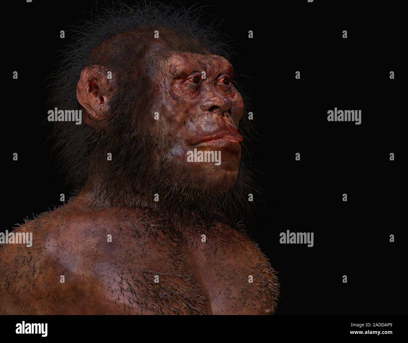 Illustration of a male Homo naledi hominid. H. naledi fossils were ...