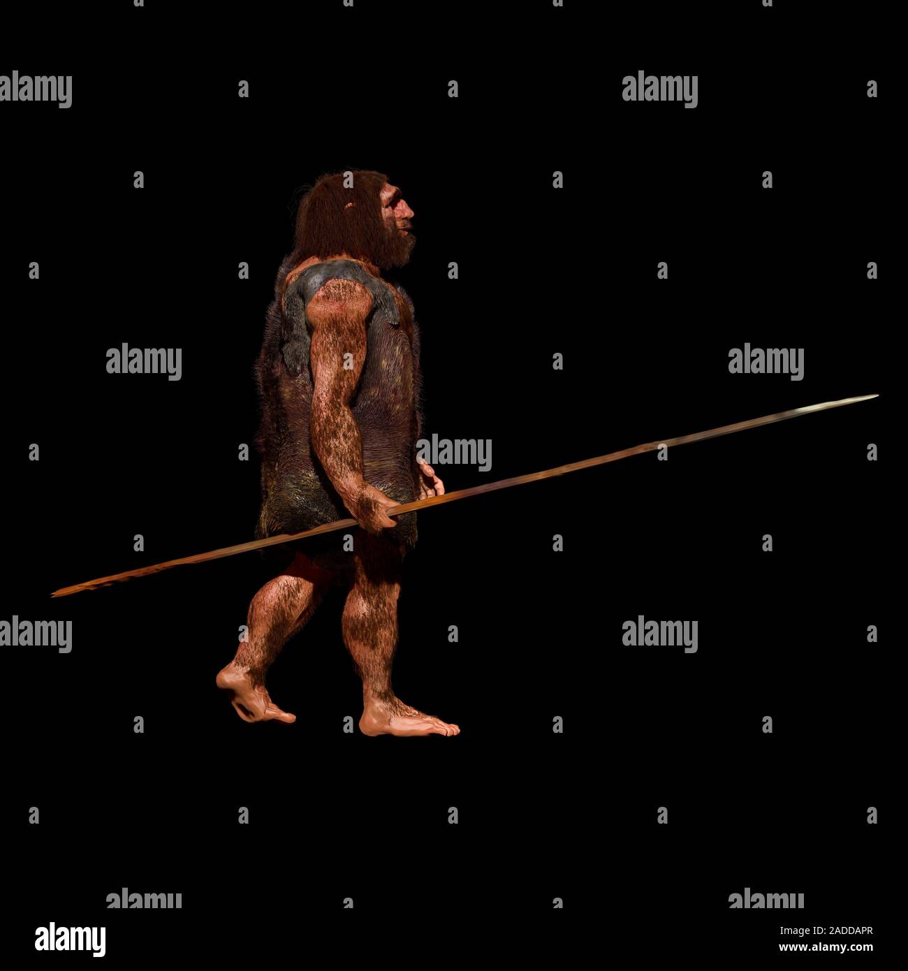 Neanderthal (Homo neanderthalensis) hunter, illustration. Neanderthals ...