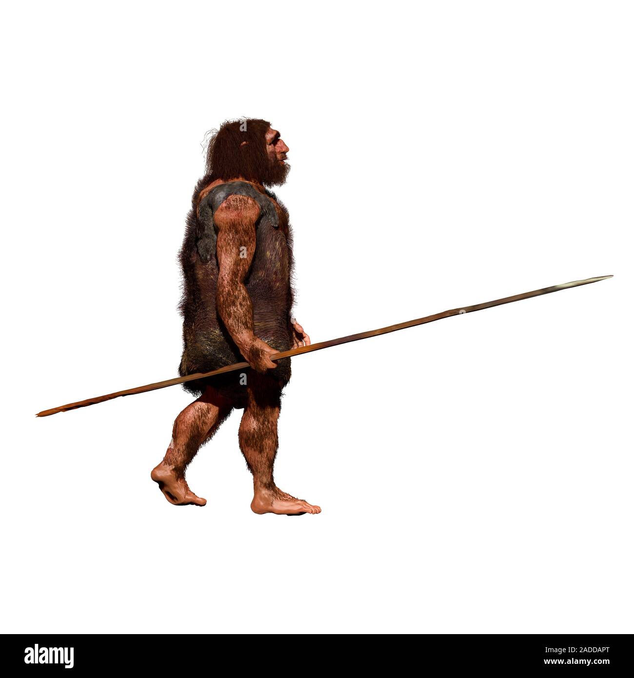Neanderthal (Homo neanderthalensis) hunter, illustration. Neanderthals ...