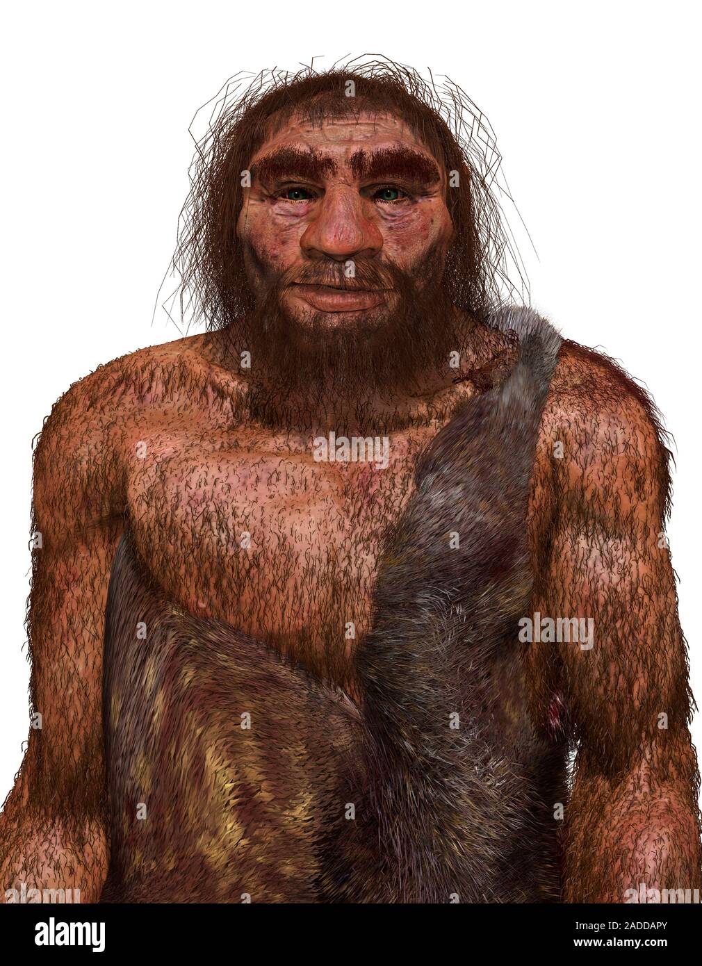 Neanderthal (Homo neanderthalensis) male, illustration. Neanderthals ...
