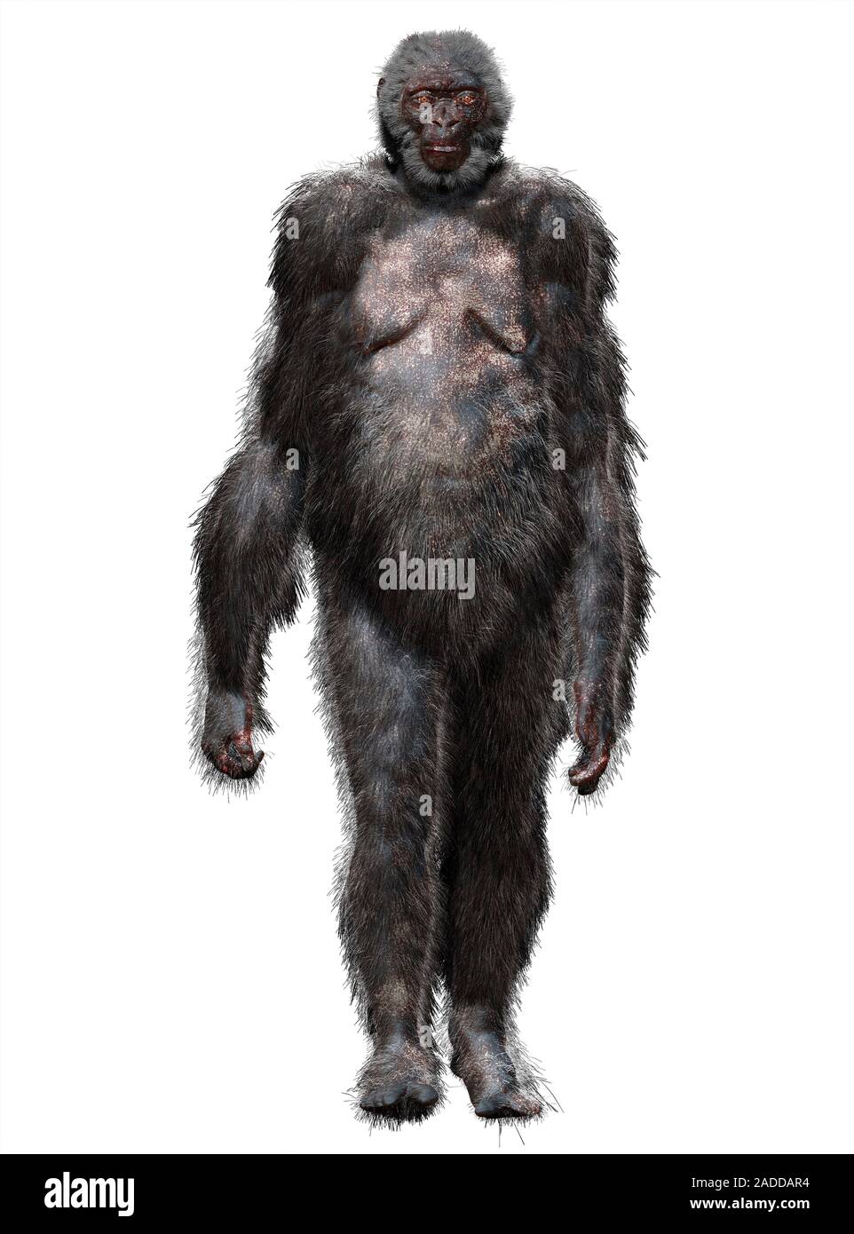 Illustration of a female Ardipithecus ramidus early hominid. Fossils from A. ramidus were first ...