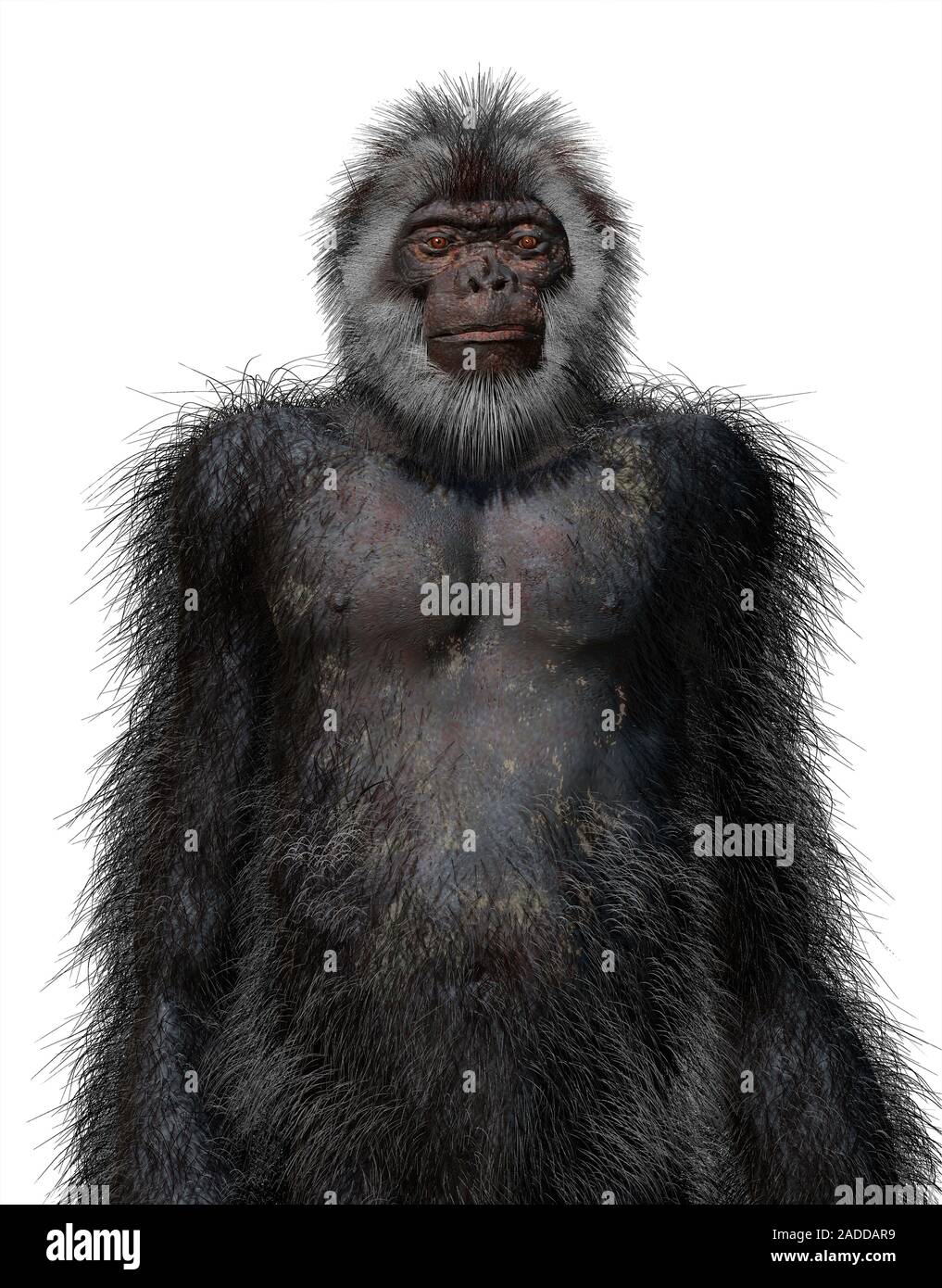 Illustration Of A Male Ardipithecus Ramidus Early Hominid Fossils From A Ramidus Were First