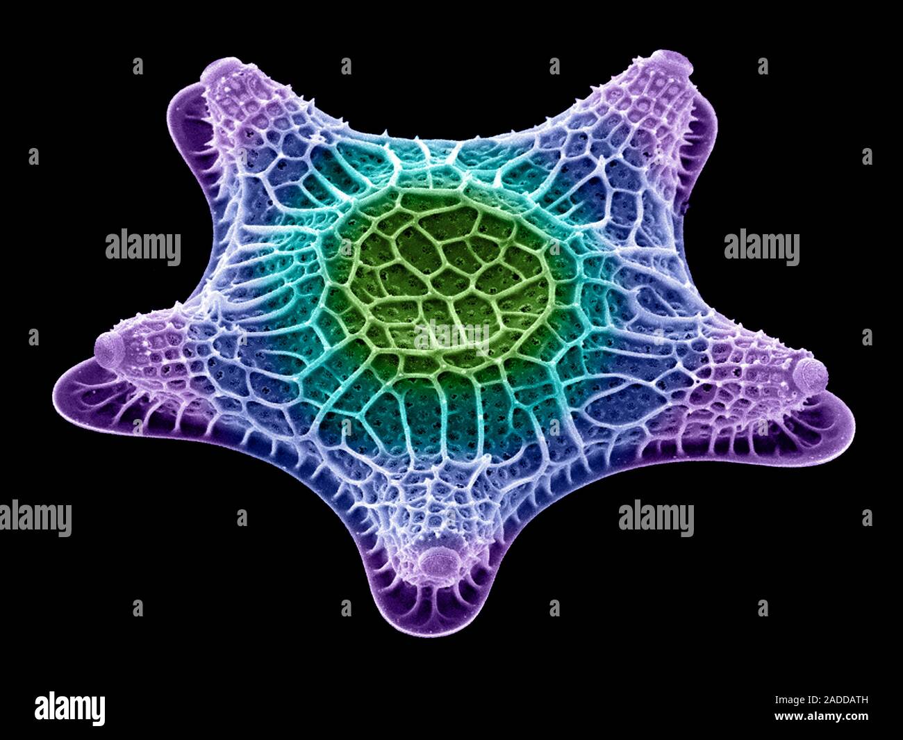 Diatom. Coloured scanning electron micrograph (SEM) of a Triceratium sp ...