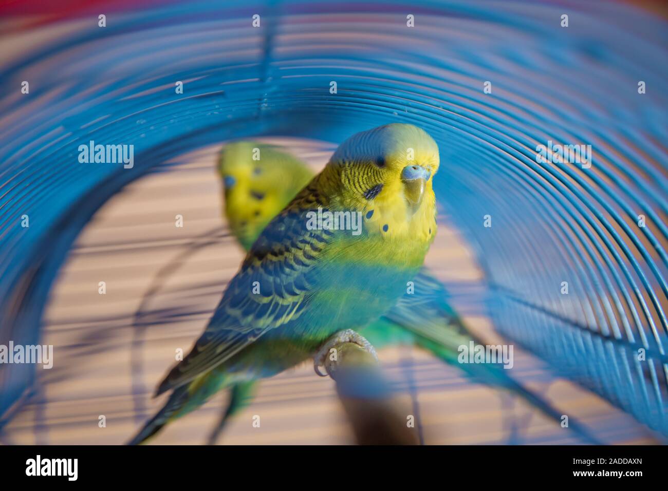 Parakeets . Green wavy parrot sits in a cage . Rosy Faced Lovebird ...