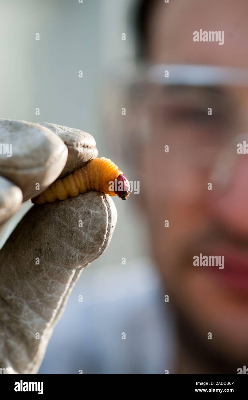 Red palm weevil research. Researcher studying the life cycle of the red ...
