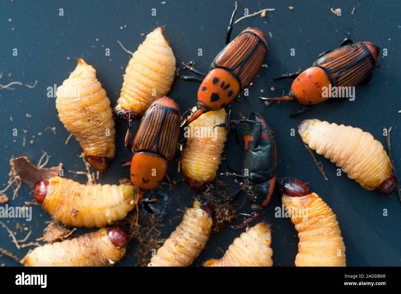 Red palm weevils. Red palm weevil (Rhynchophorus ferrugineus) adults ...