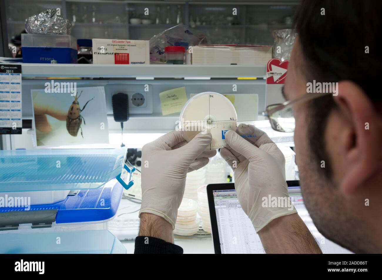 Red palm weevil biological control research. Researcher studying the ...