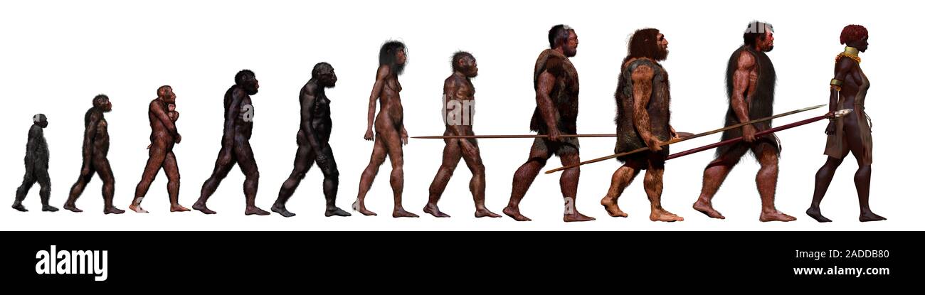 Stages in human evolution, illustration. From left to right are ...