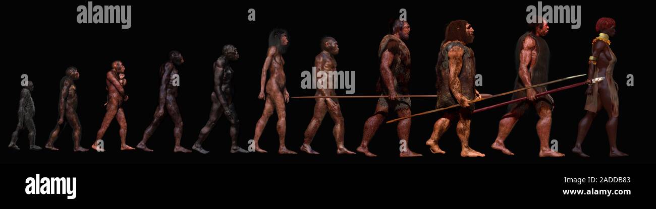 Stages in human evolution, illustration. From left to right are: Ardipithecus ramidus, fossils ...