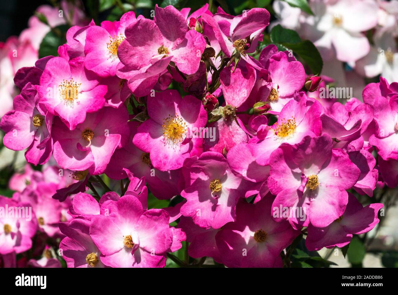 Rosa 'Siesta' flowers. This shrub rose has deep pink, single bloom ...