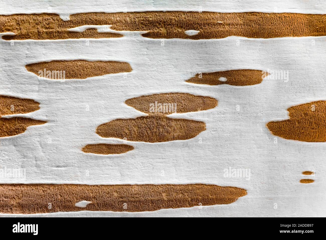 Lenticels on the bark of the Himalayan White Birch, Betula Jacquemontii ...
