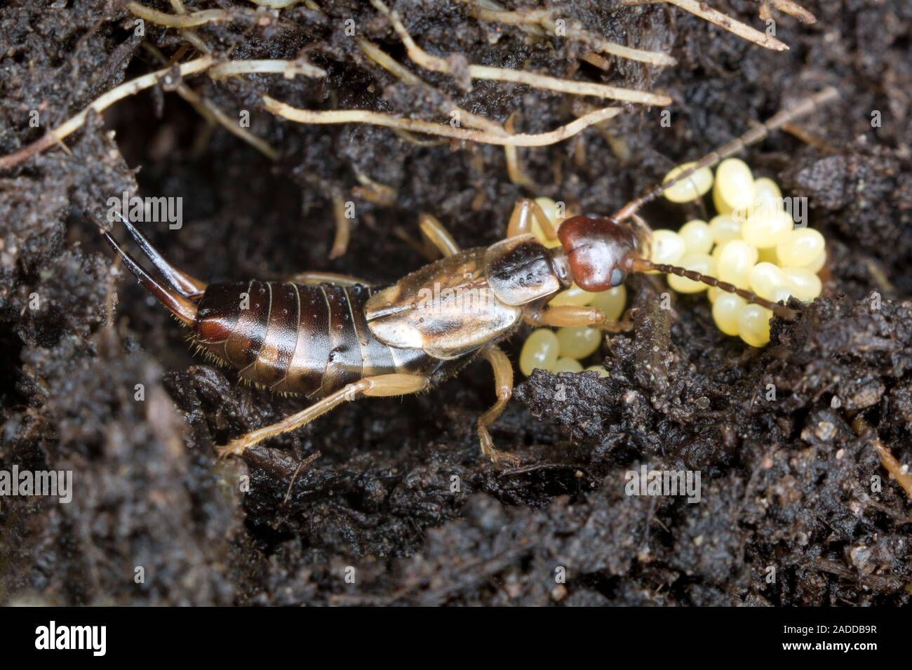 A common earwig, Forficula auricularia, with her eggs.The picture shows ...