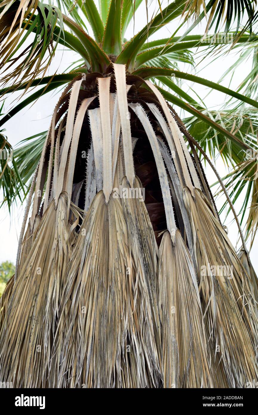Washingtonia filifera, the Californian Fan Palm. The picture shows a ...