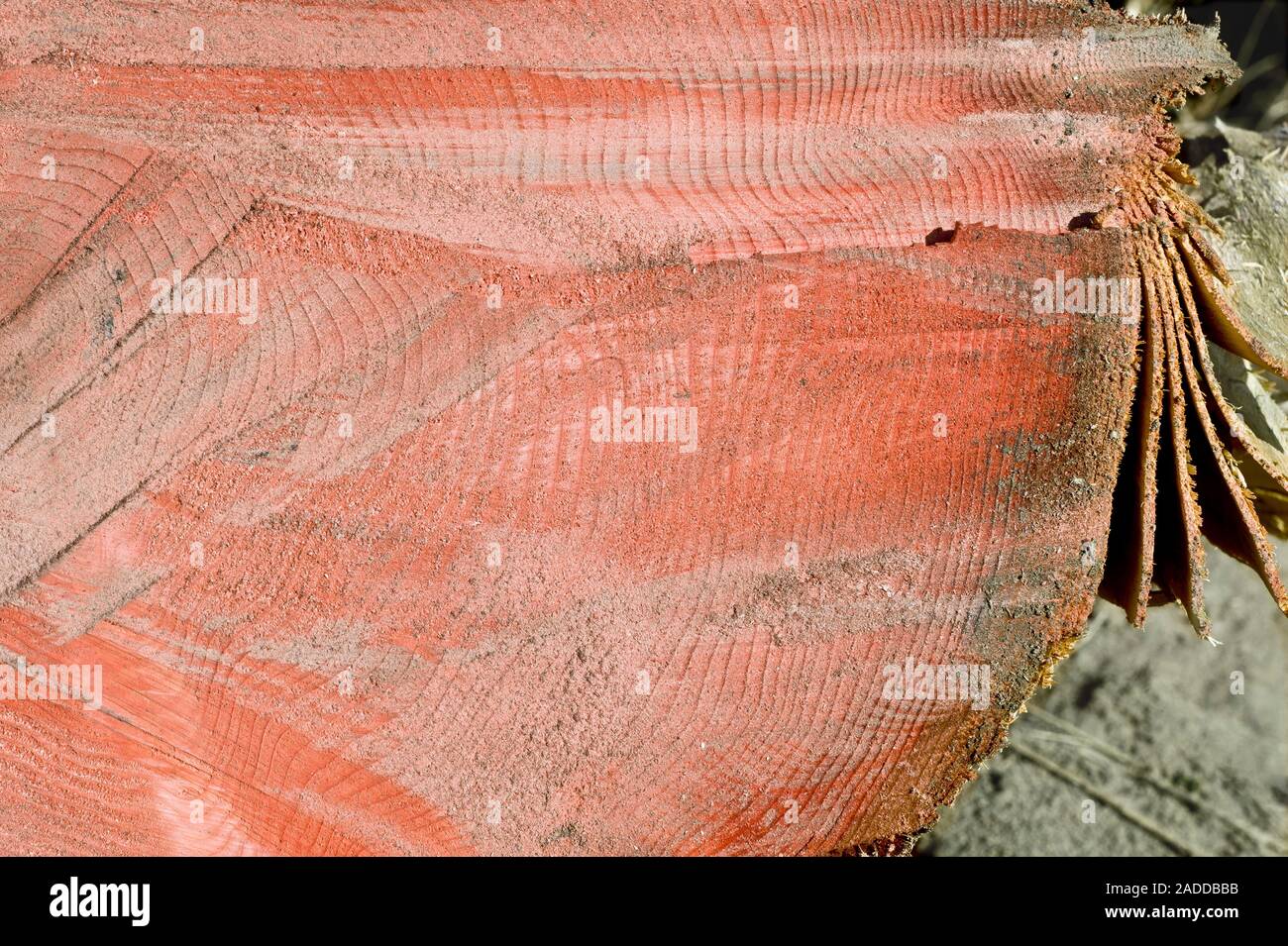 The cut surface of the trunk of a newly felled European yew tree, Taxus ...