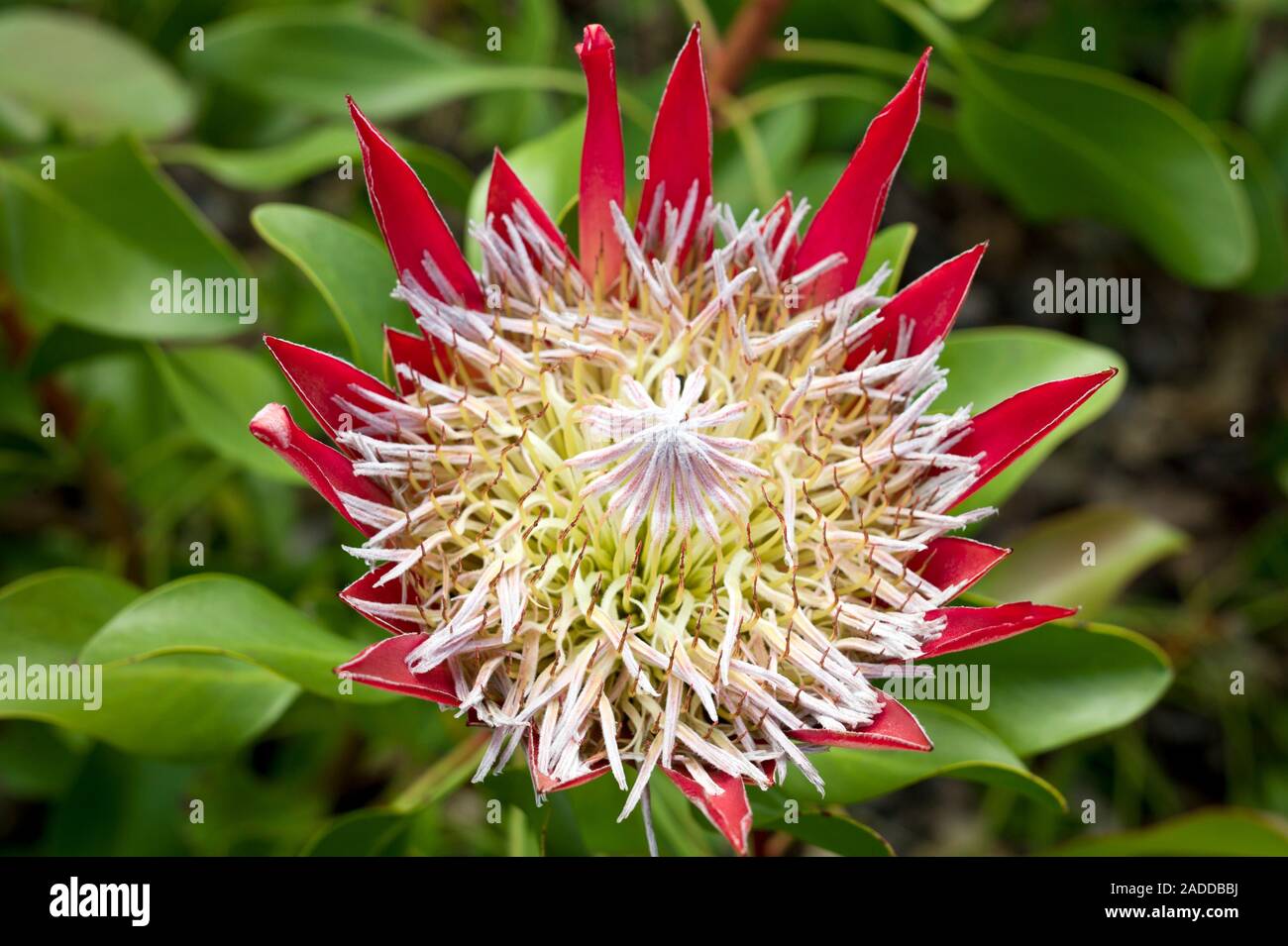 Flower of the King Protea, Protea cynaroides, a native of South Africa ...