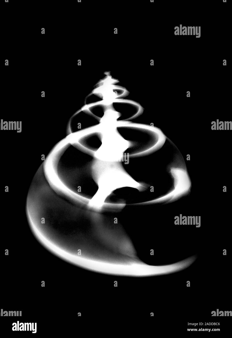 Marine shell, X-ray. This is the shell of a sea snail Stock Photo - Alamy