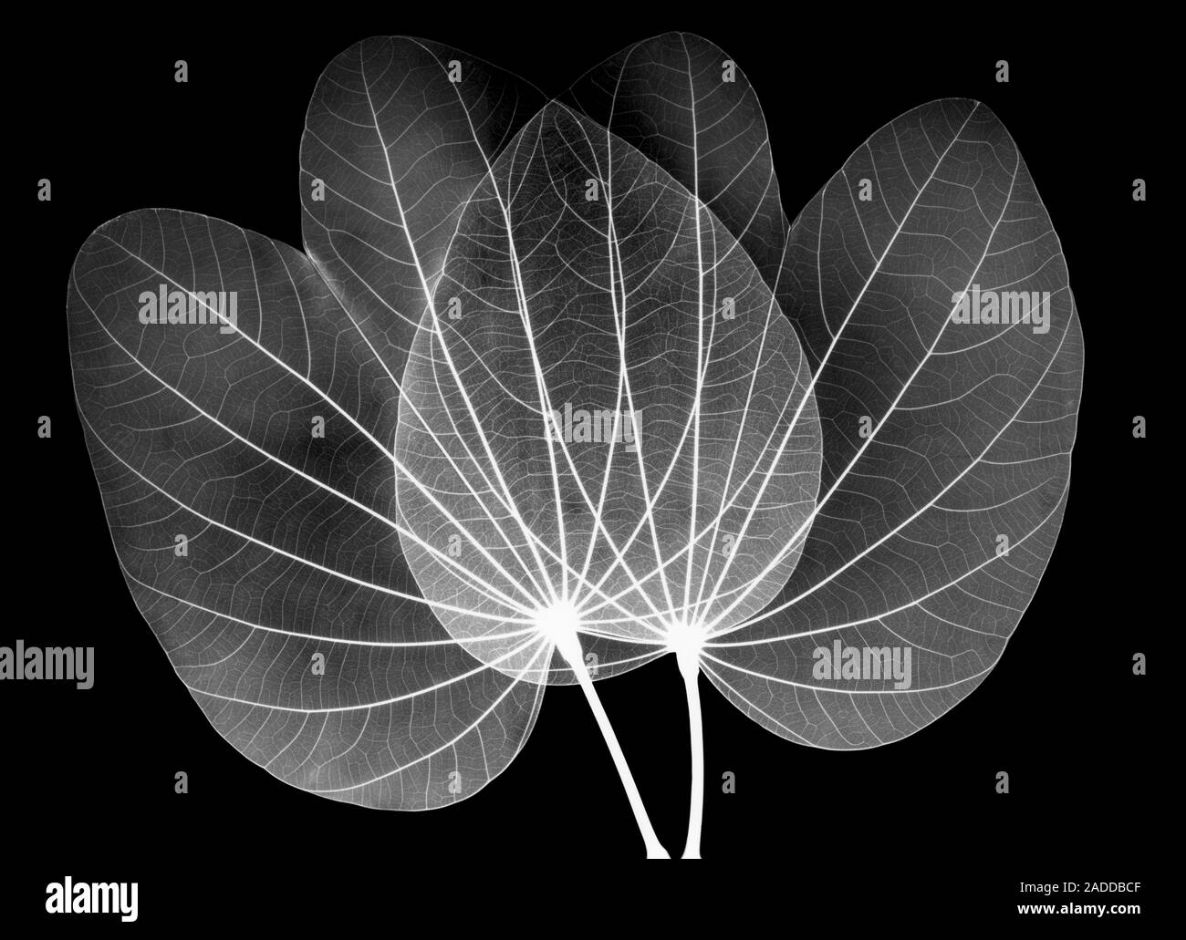 Orchid tree leaves, X-ray Stock Photo - Alamy