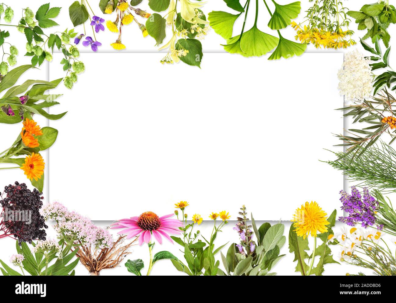 Blank label with medical plants Stock Photo - Alamy