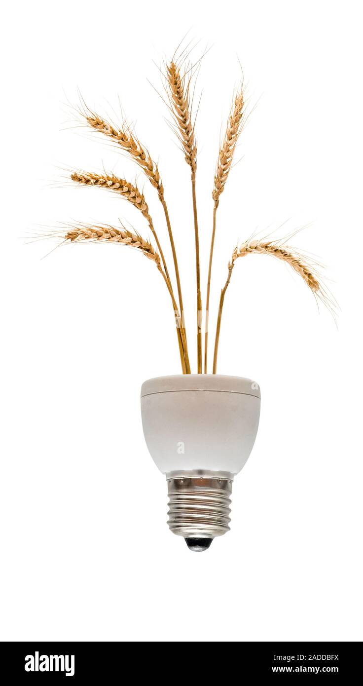 Wheat growing from base of fluorescent lamp Stock Photo - Alamy
