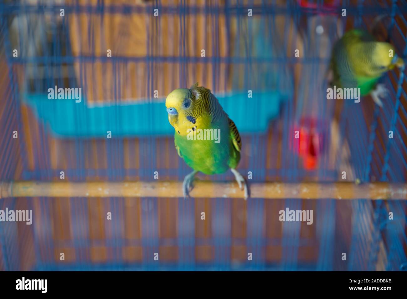 Parakeets . Green wavy parrot sits in a cage . Rosy Faced Lovebird ...
